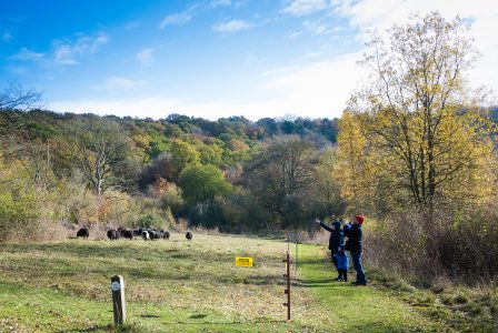 Warburg Nature Reserve (BBOWT) - National Trails